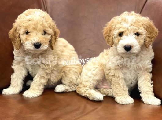 Parti color orjinal maltipoo yavrularımız - SahibimOlurmusun.com