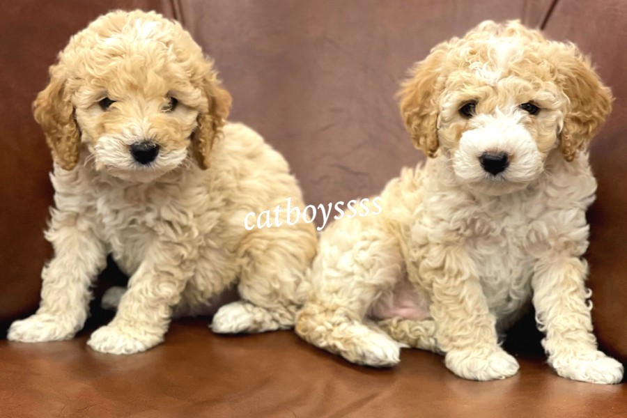 Parti color orjinal maltipoo yavrularımız - SahibimOlurmusun.com