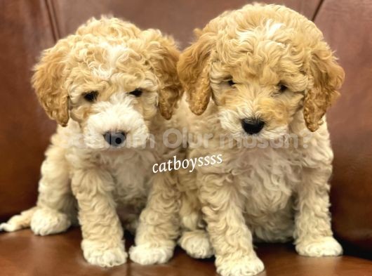Parti color orjinal maltipoo yavrularımız - SahibimOlurmusun.com