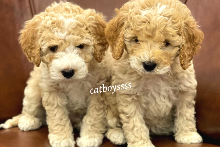Parti color orjinal maltipoo yavrularımız - SahibimOlurmusun.com