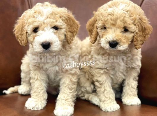 Parti color orjinal maltipoo yavrularımız - SahibimOlurmusun.com