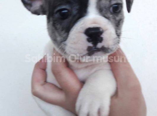 french buldog blue merle pied - SahibimOlurmusun.com