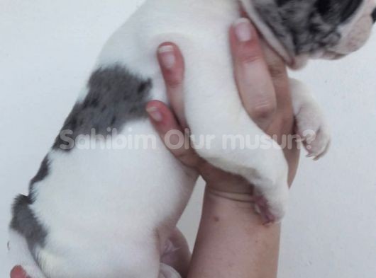french buldog blue merle pied - SahibimOlurmusun.com