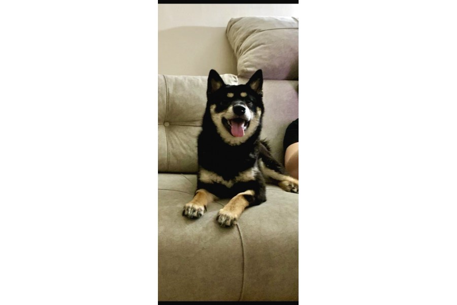 Shiba Inu Saf Kan 11 Aylık - SahibimOlurmusun.com Shiba Inu Saf Kan 11 Aylık - SahibimOlurmusun.com